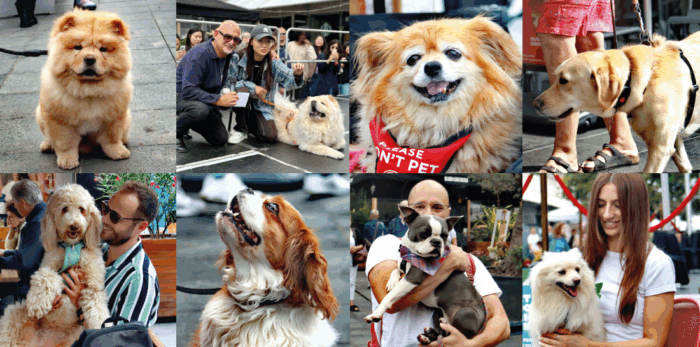 Doggie Day is Back for 2026 – THE BRUNSWICK SHOPPING CENTRE